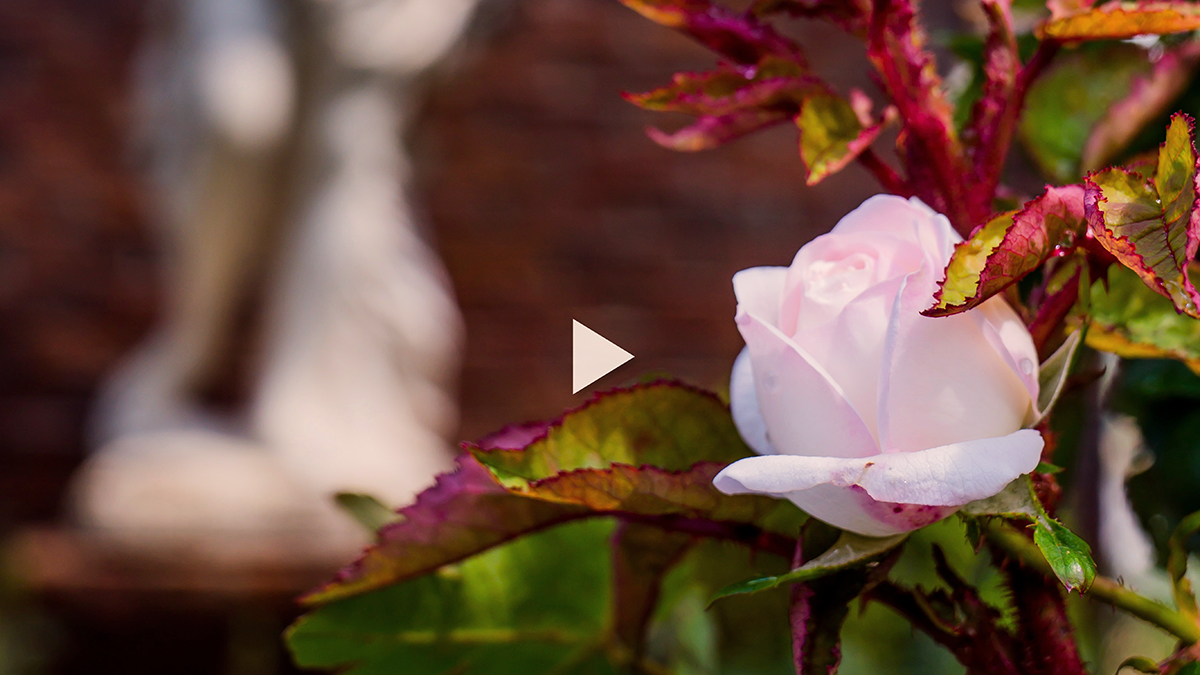 Watch – P. Allen Smith