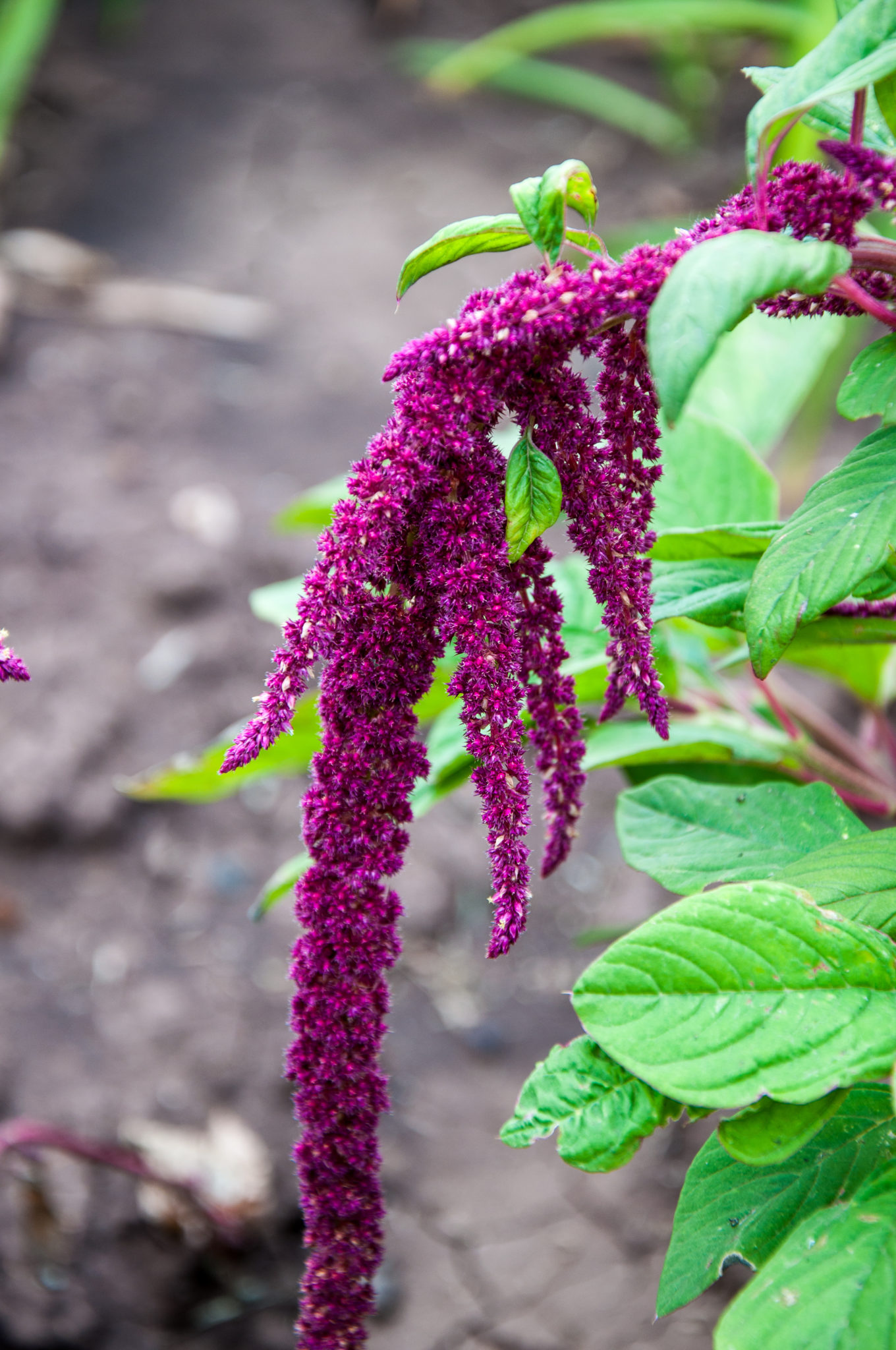 5 Things You Didn’t Know about Amaranth – P. Allen Smith