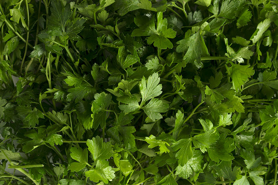 Herbscaping with Parsley