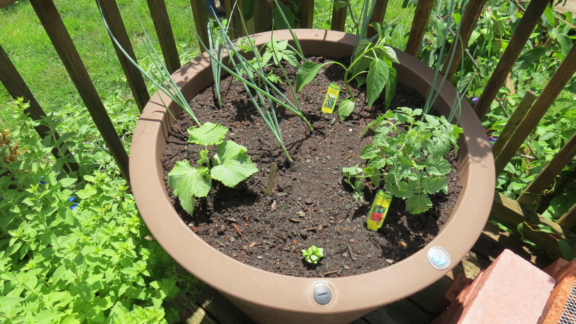 Plan your summer vacation: A self-watering container review – P. Allen ...