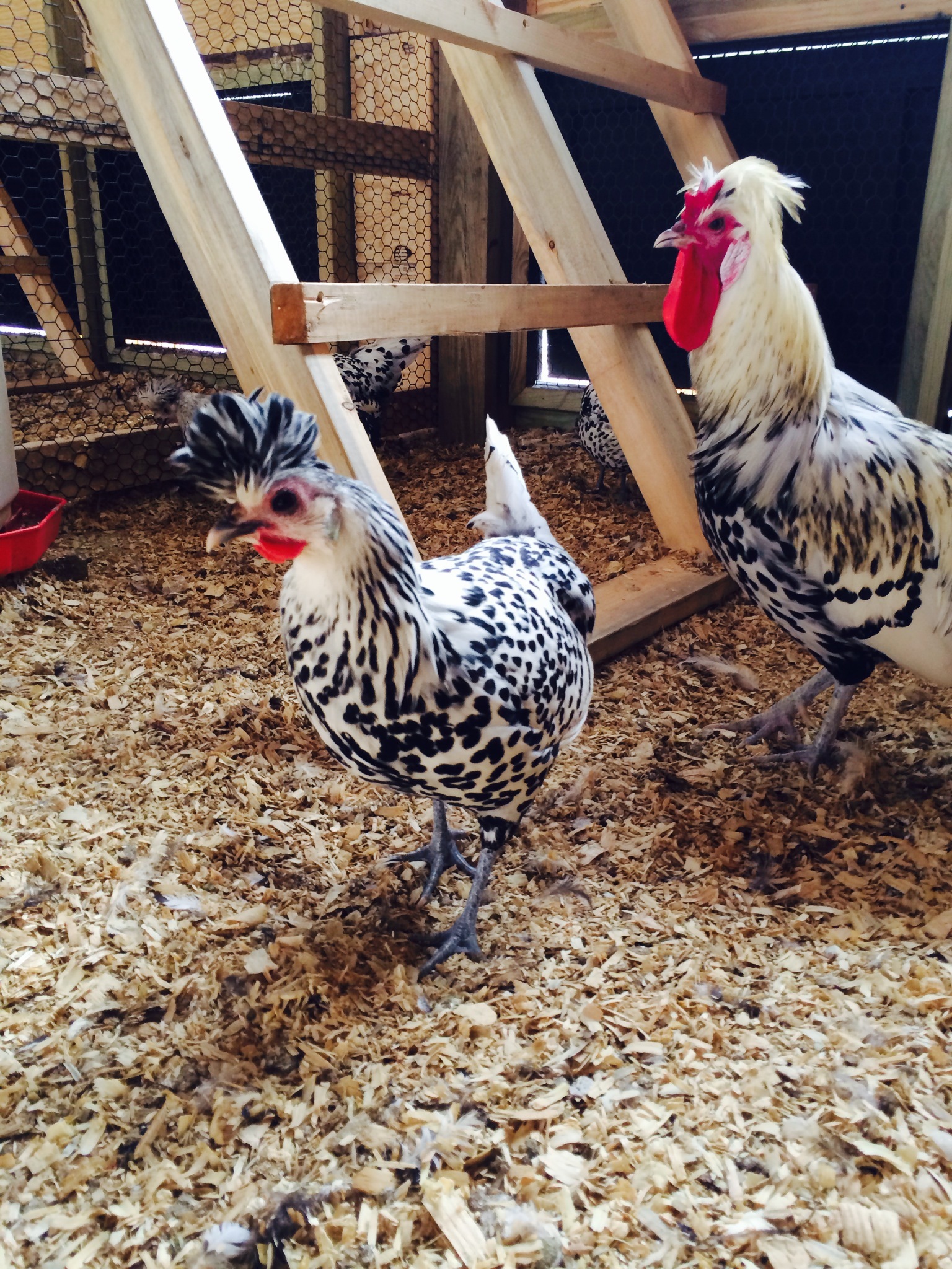 Silver Spangled Appenzeller Spitzhaubens Pair - P. Allen Smith