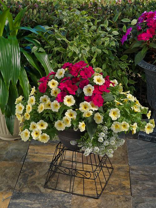 5 SunPatiens Container Combinations for Summer